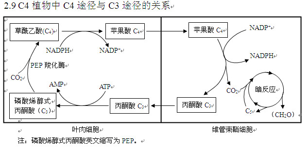 2013高考生物知识点：C4植物中C4途径与C3涂途径关系_高考_新东方在线